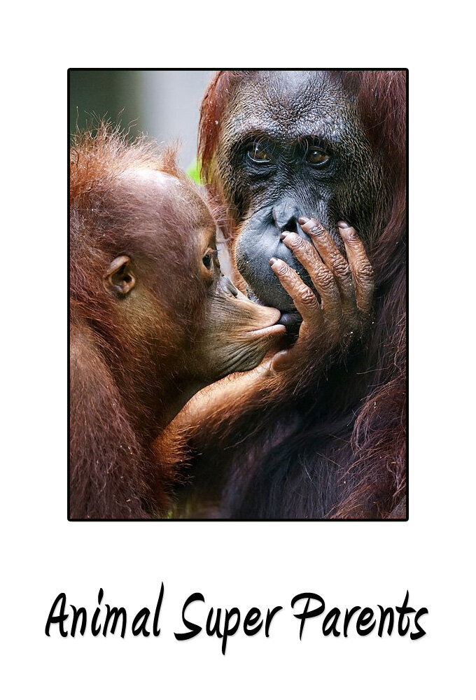 Animal Super Parents | TVmaze