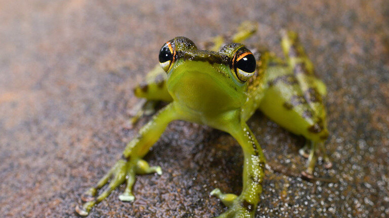 Foot-Flagging Ninja Hopper - Black-Spotted Rock Frog, Malaysia - Darwin ...