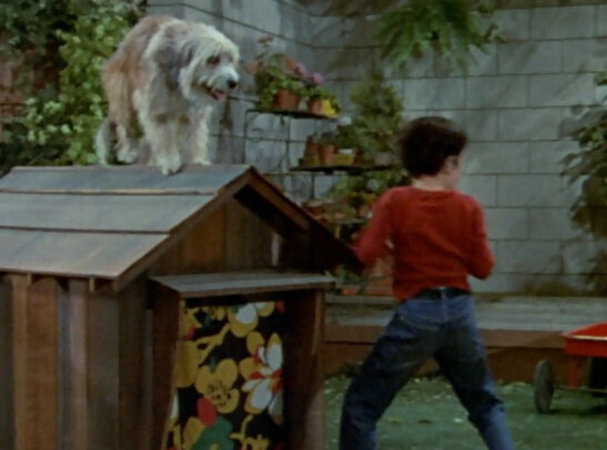 Tiger, Tiger! - The Brady Bunch 1x18 | TVmaze