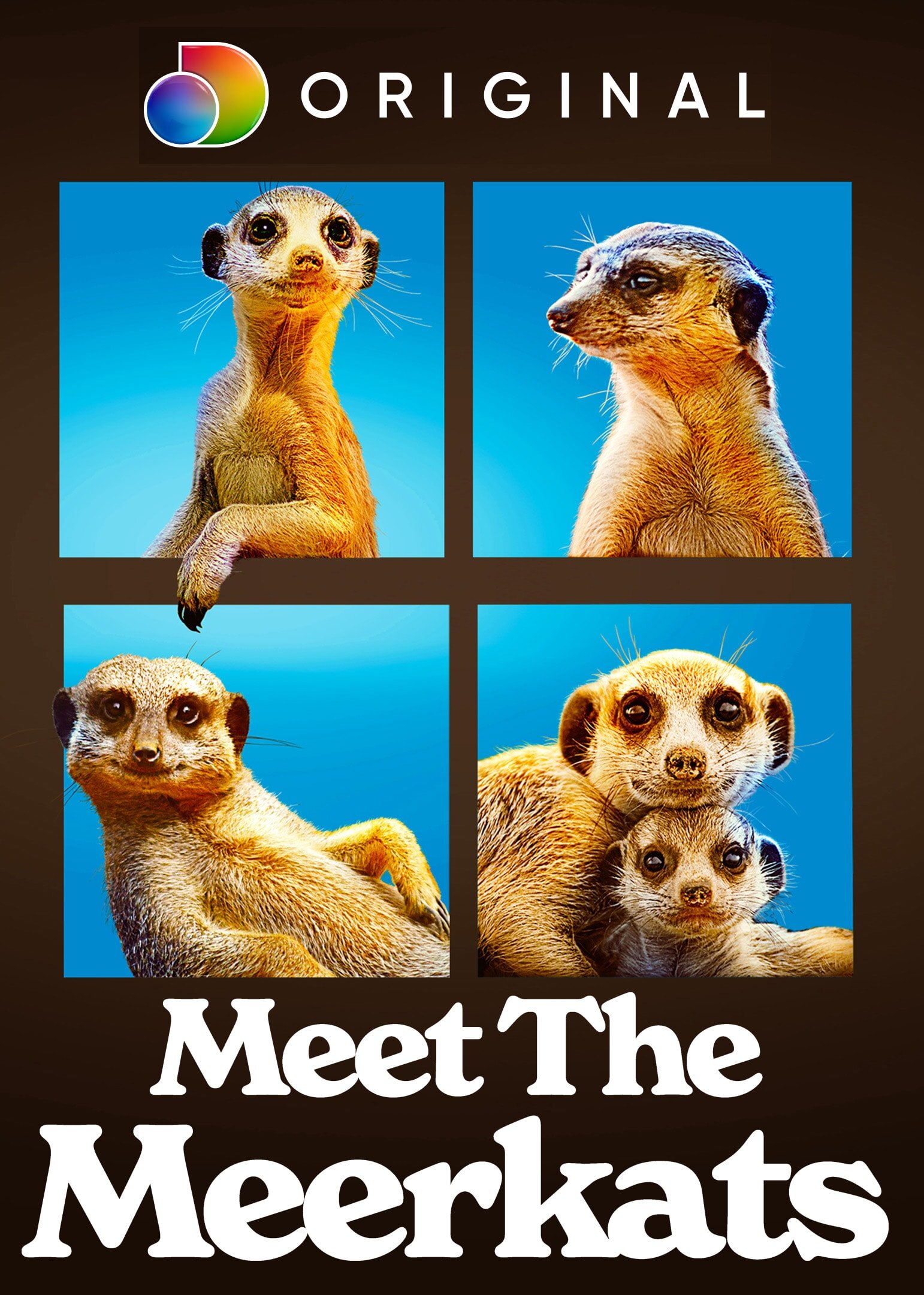 Meet the Meerkats | TVmaze