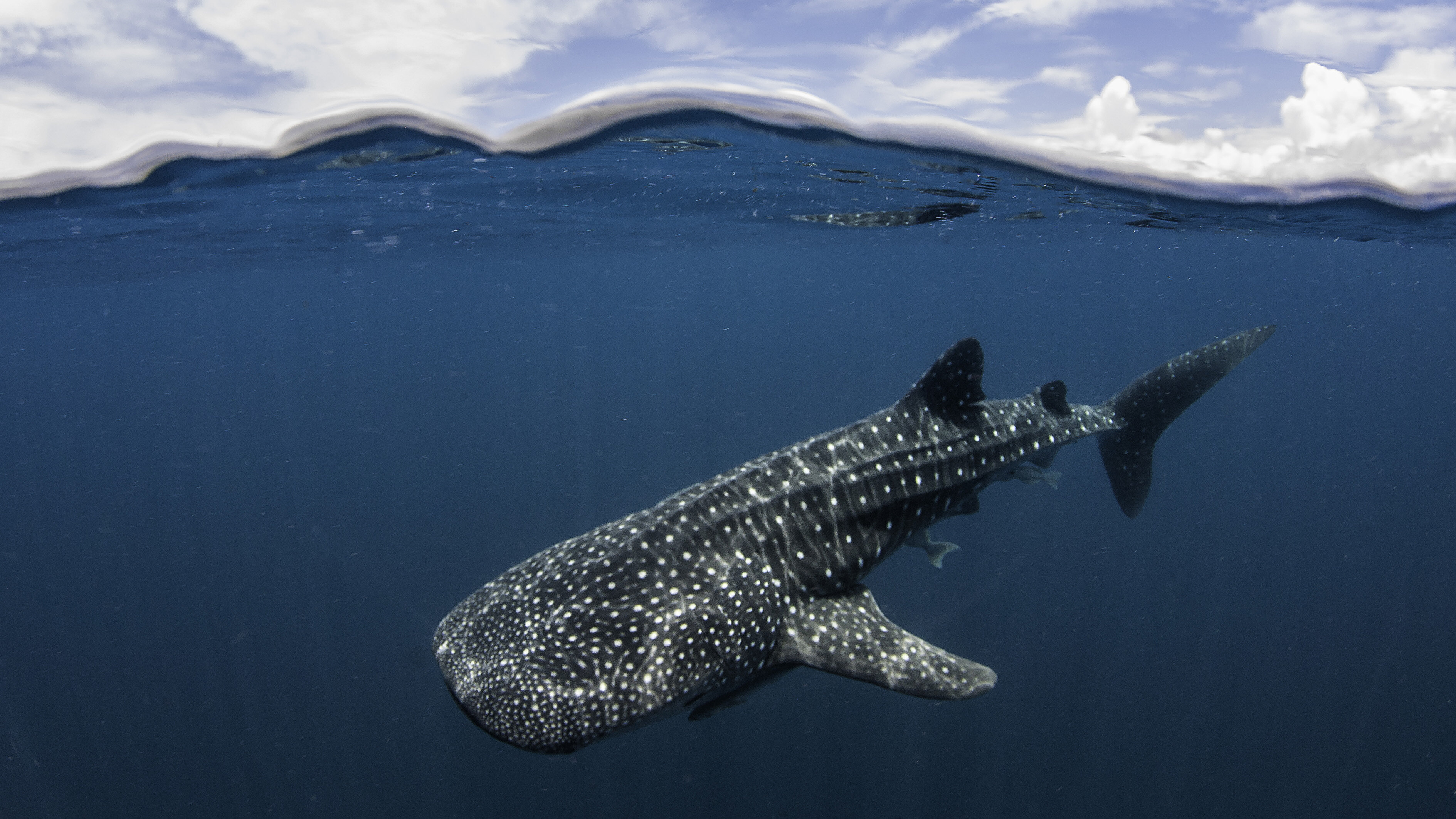 Whale Sharks Of Qatar Image #789051 | TVmaze