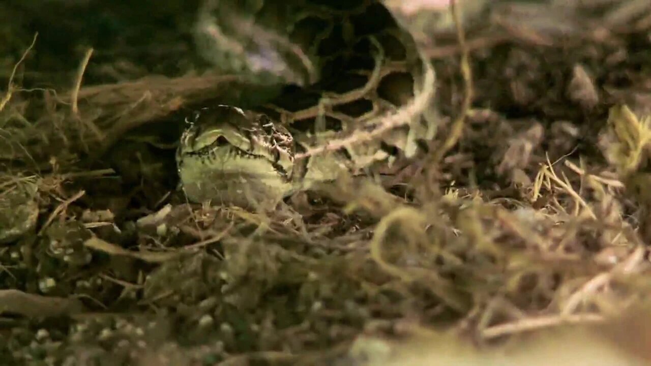 Snakes Attack Suburbia - Swamp Wars 1x04 | TVmaze