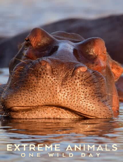 Extreme Animals: One Wild Day | TVmaze