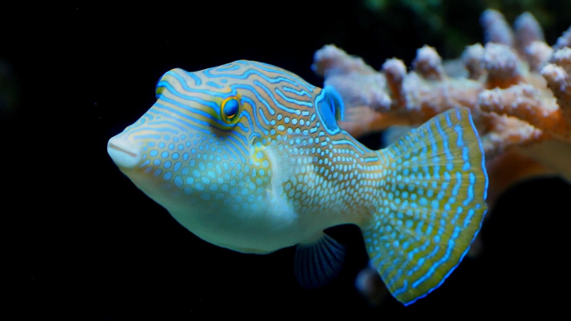 Rainbow Reef - Reef School 1x17 | TVmaze