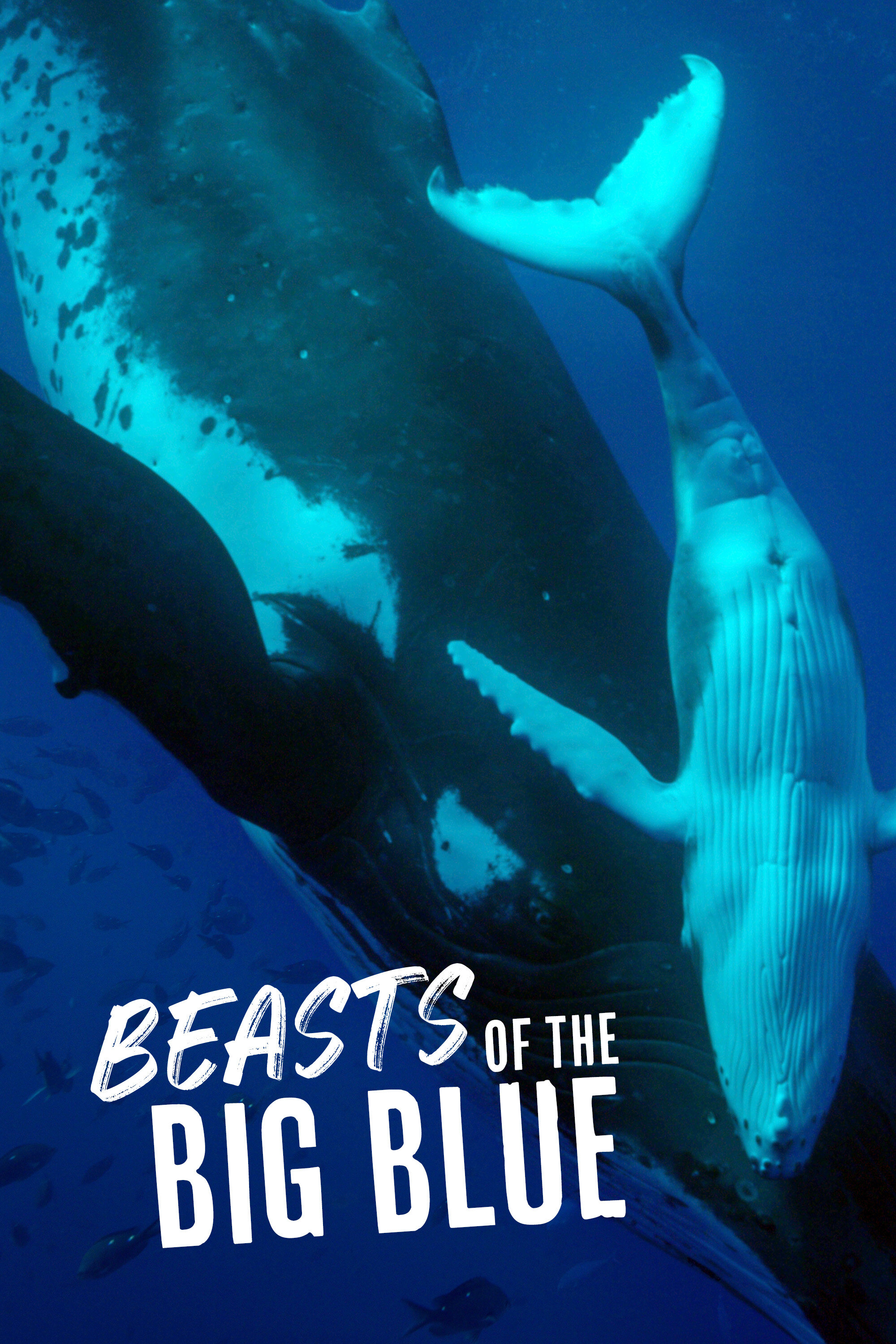 Beasts of the Big Blue | TVmaze