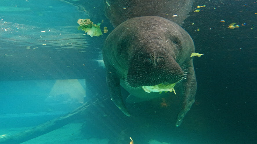 Sea Creatures of the Florida Coast - Mutual of Omaha's Wild Kingdom ...