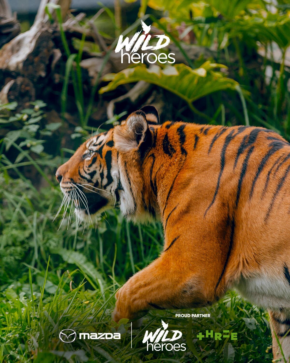 Wild Heroes | TVmaze