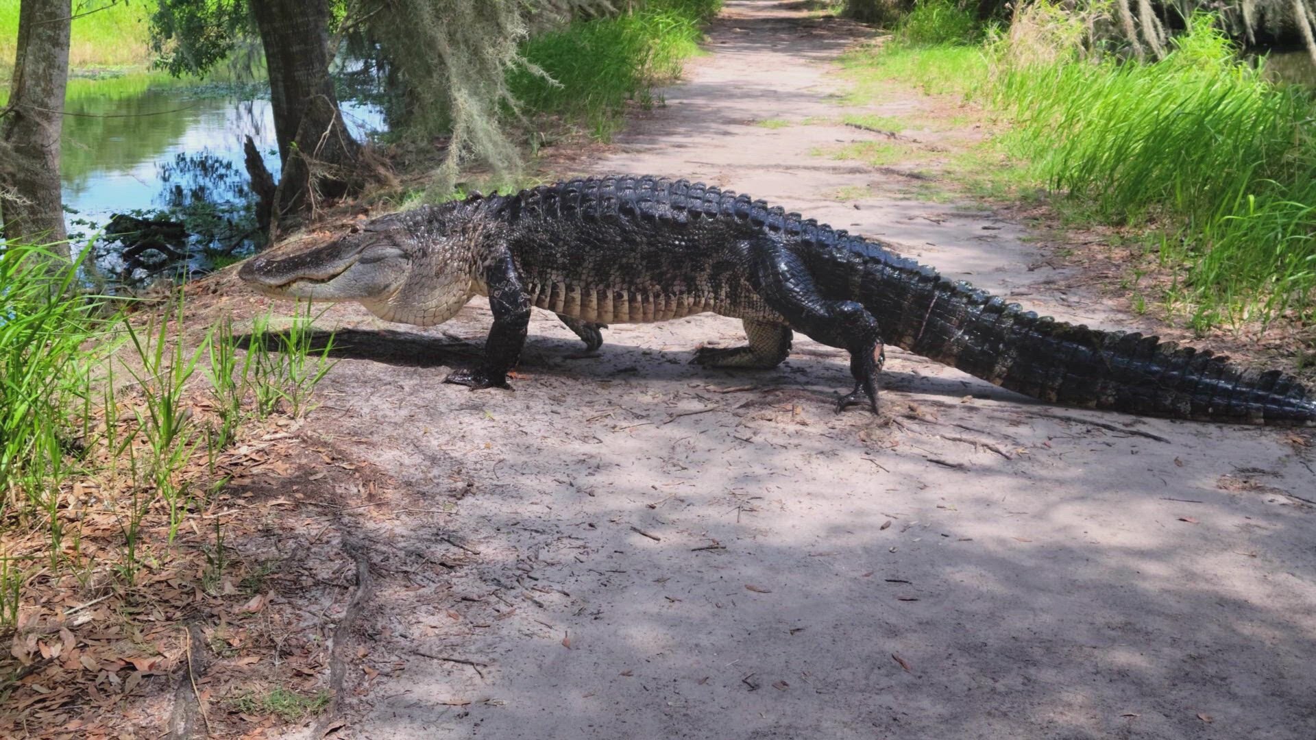 Exploding Whale, Alligator Attack, Dallas Airshow Disaster & Ski Lift ...