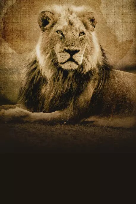 Into the Pride Lands | TVmaze