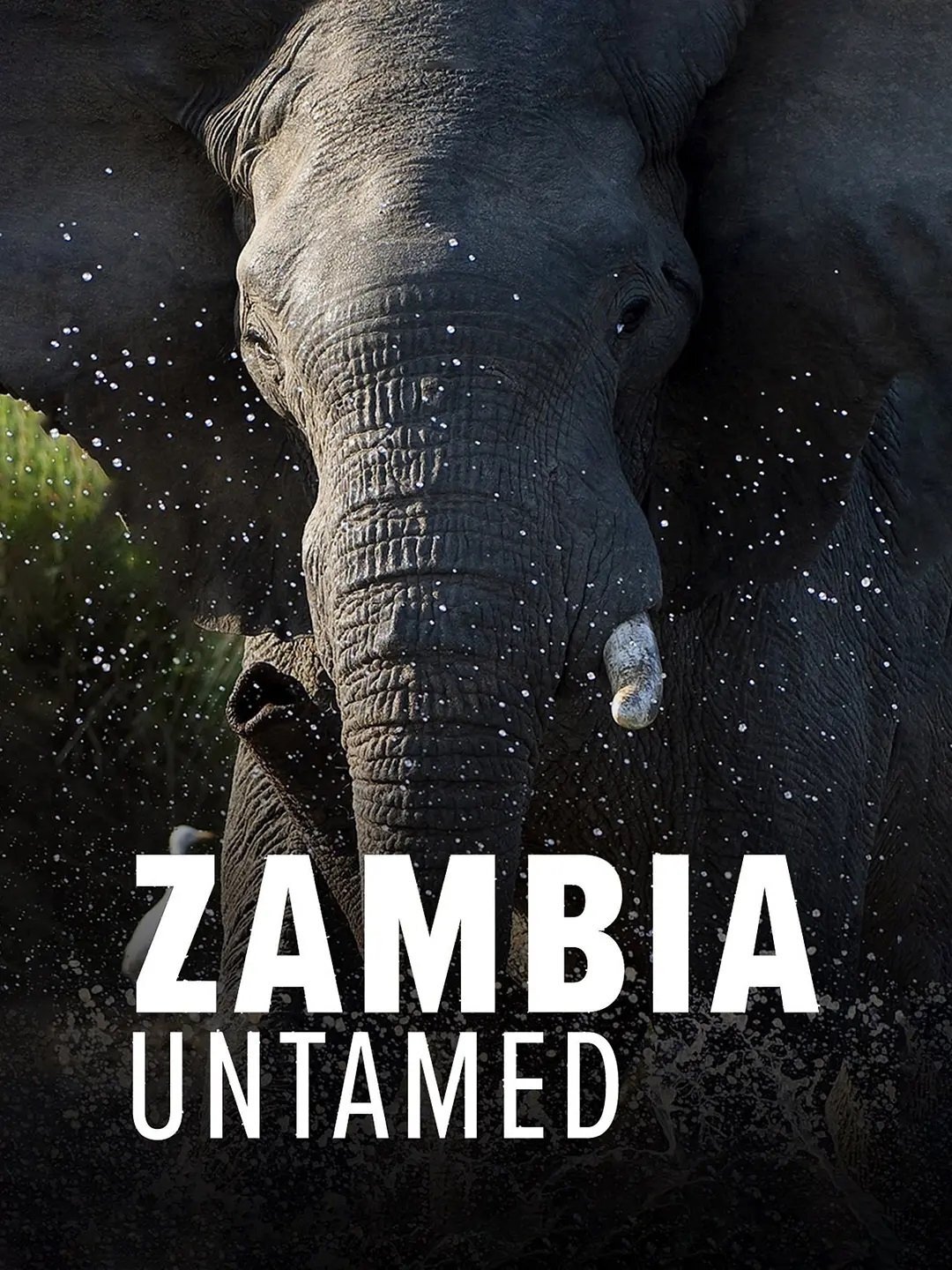 Zambia Untamed | TVmaze